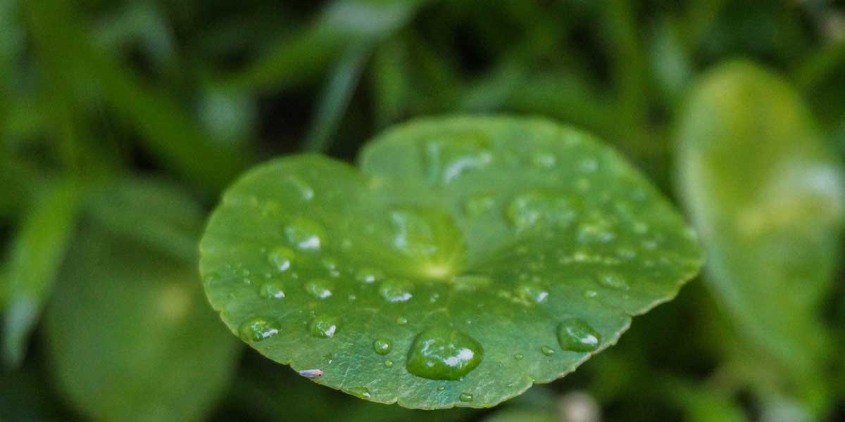 Centella Asiatica Extract for Acne | How to use – OMMA COSMETICS