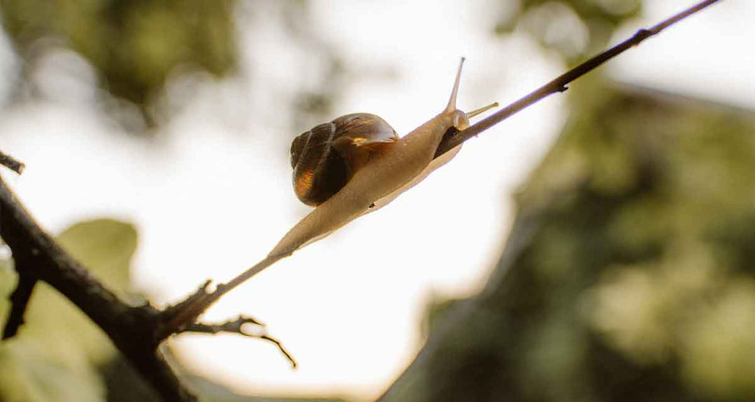 Snail Mucin for Skin - Complete Guide | How to Use. Benefits. – OMMA ...